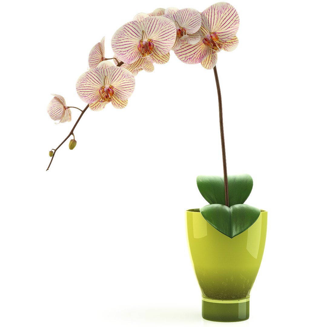 realistic orchid flower 3d model
