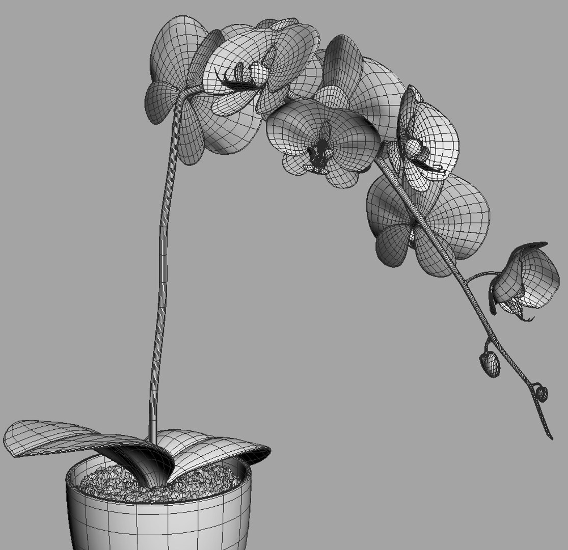 realistic orchid flower 3d model