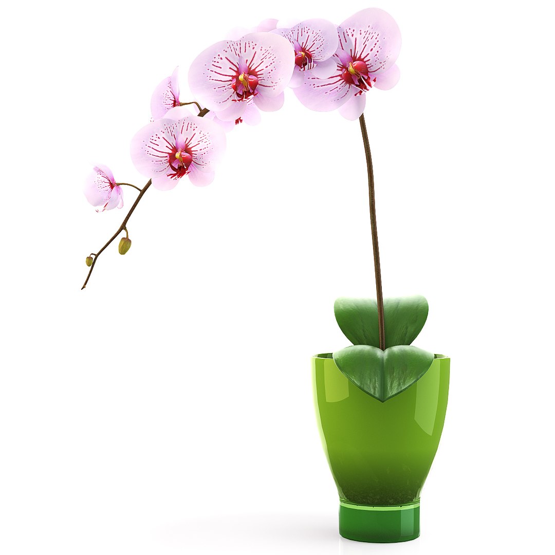 realistic orchid flower 3d model