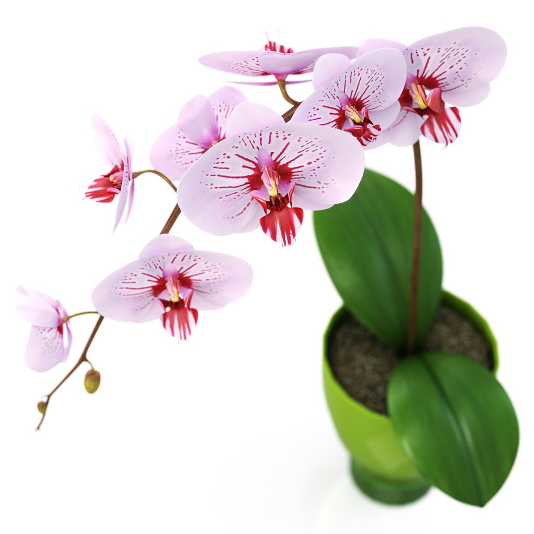 realistic orchid flower 3d model