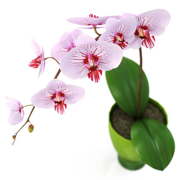 realistic orchid flower 3d model