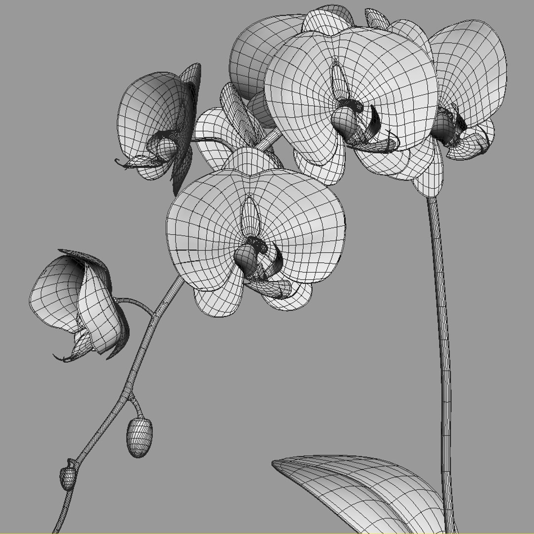 realistic orchid flower 3d model