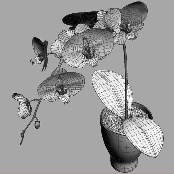 realistic orchid flower 3d model
