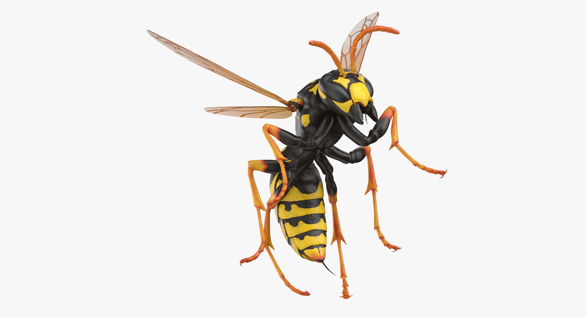 3D Paper Wasp Stinging Model - TurboSquid 1367393