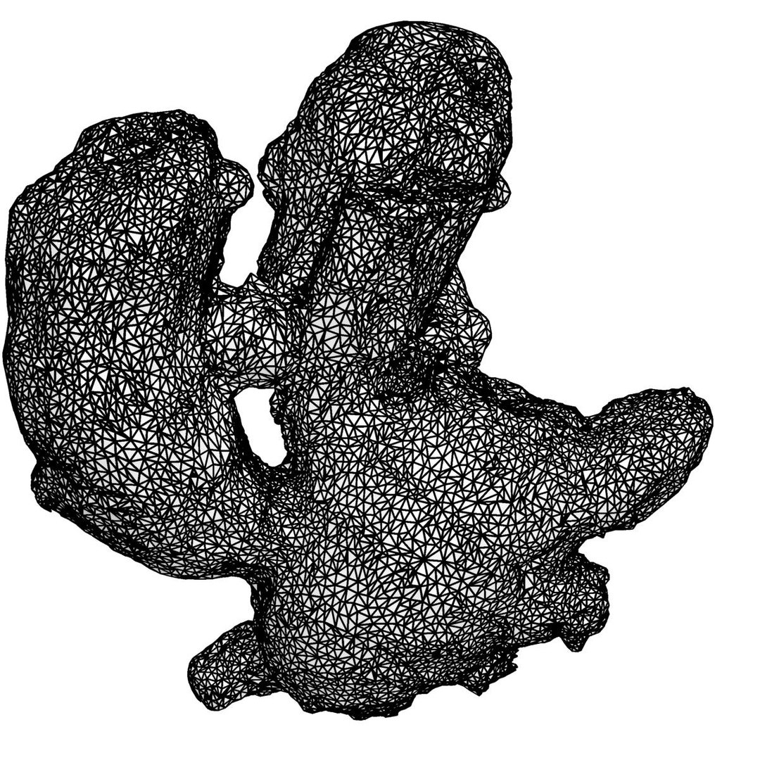 ginger root 3d model