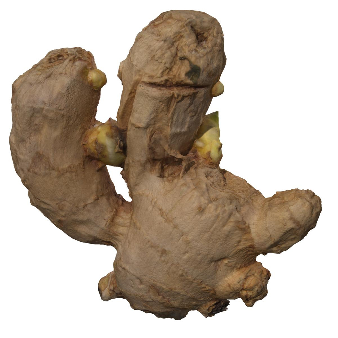 ginger root 3d model