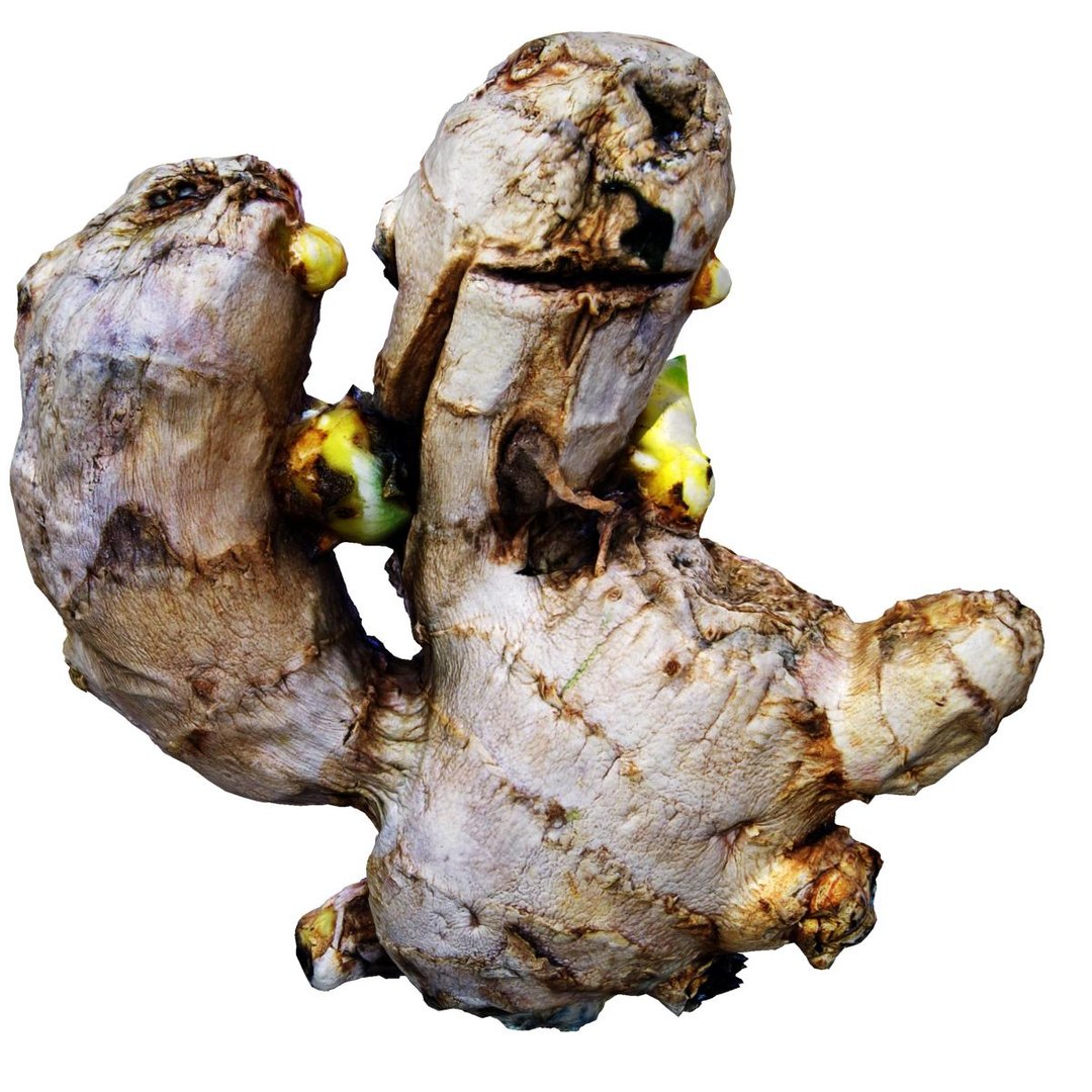 ginger root 3d model