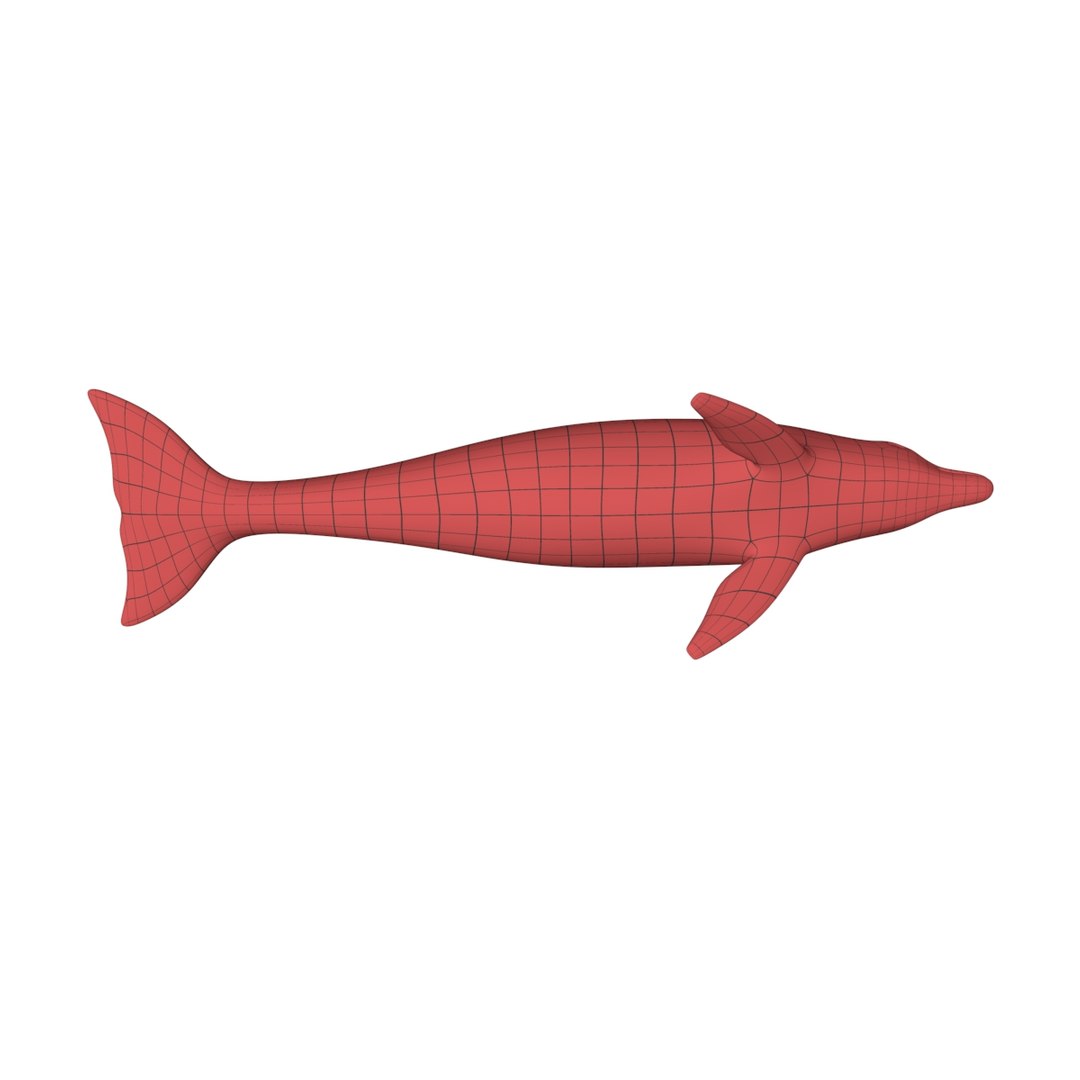 Base Mesh Dolphin 3d Model