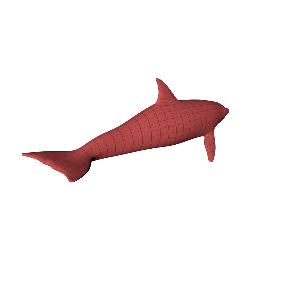 Base Mesh Dolphin 3d Model