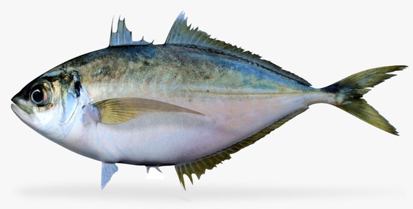 3d model pacific bumperfish fish