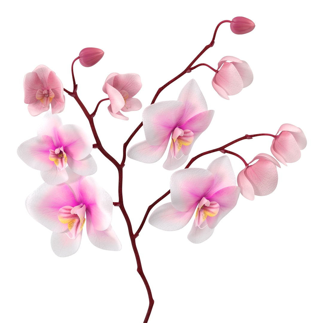 orchid 3 3d model