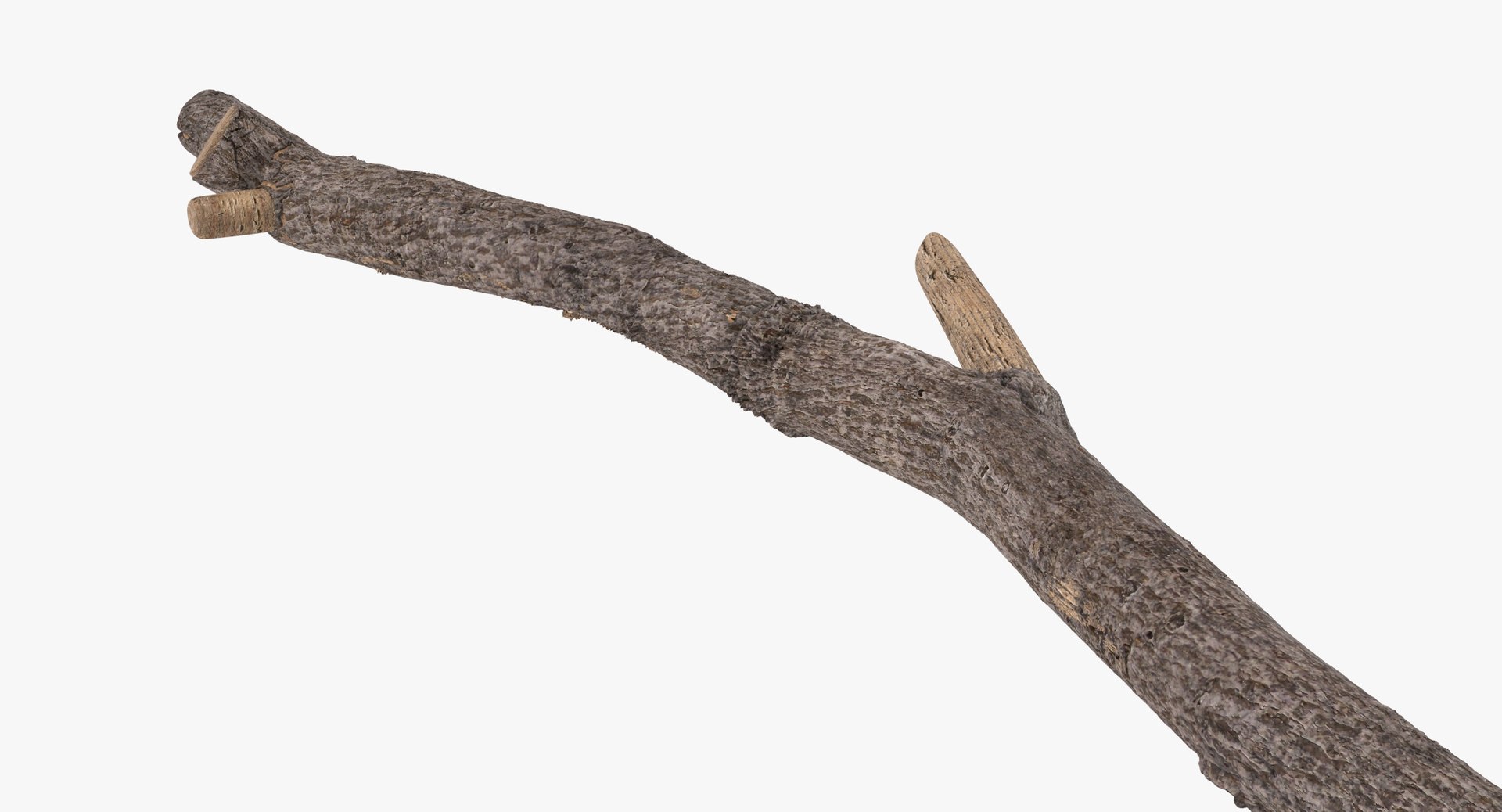 Twig 01 3d Model