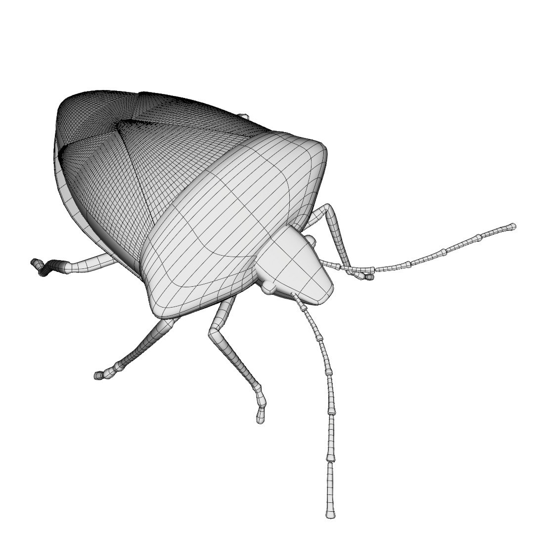 Stinkbug Stink Bug 3D Model - TurboSquid 1610225