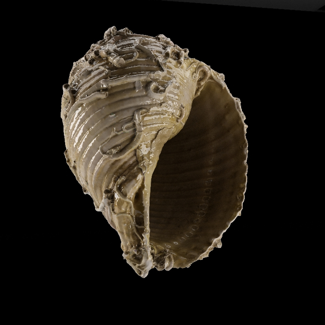 Sea Shell Seashell 3D Model - TurboSquid 1234511