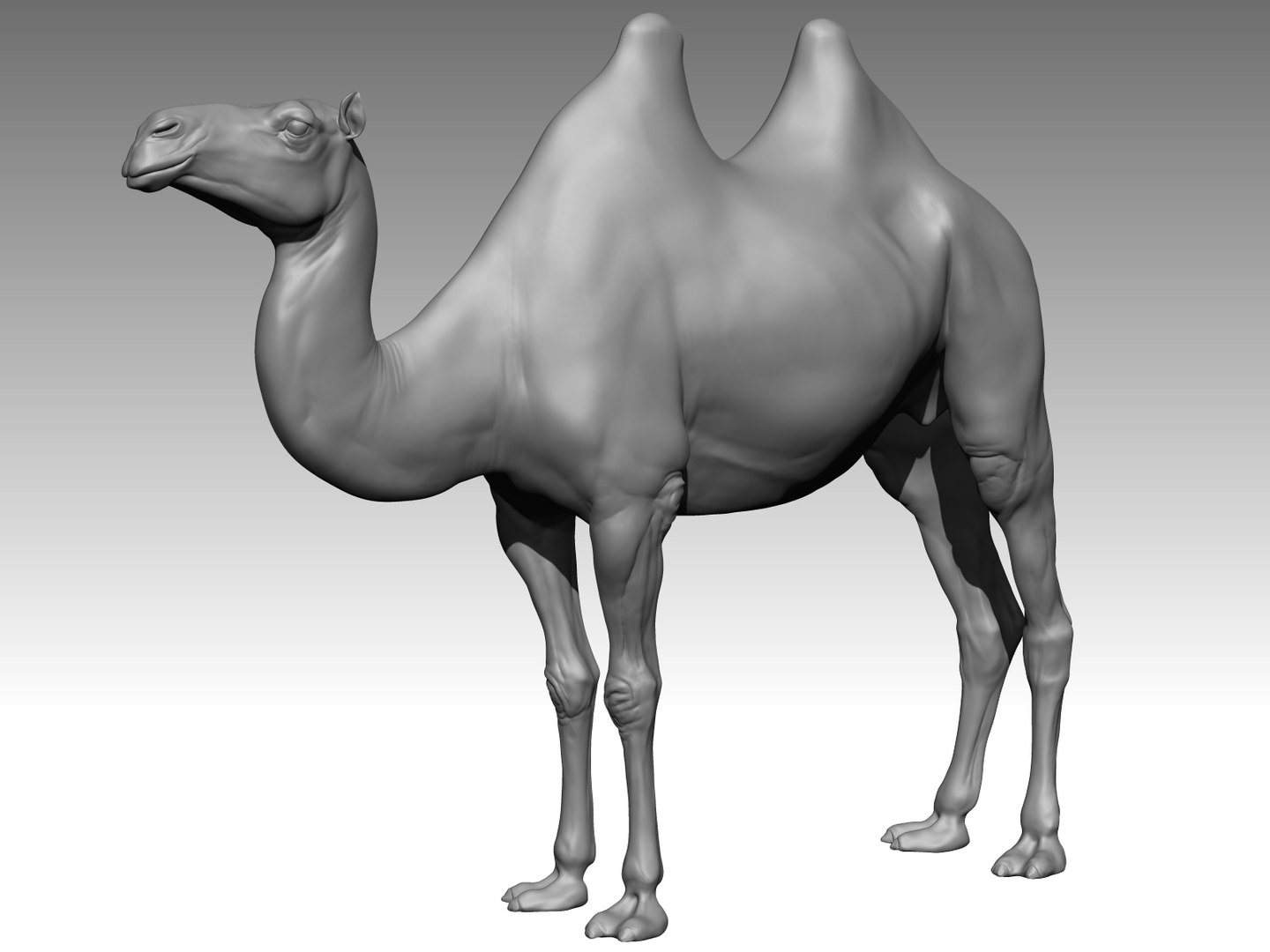 3D model camel realistic - TurboSquid 1178633