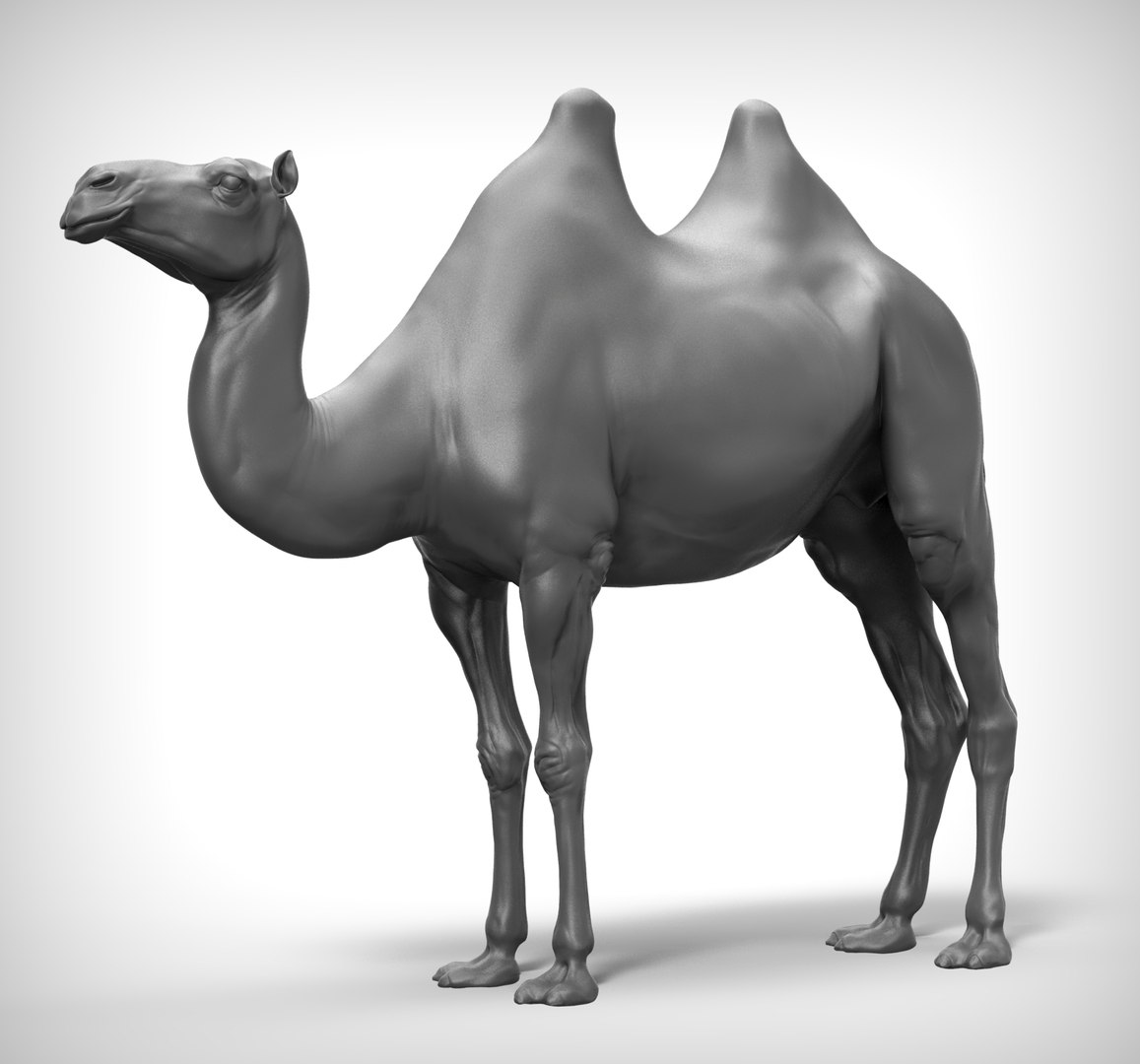 3D model camel realistic - TurboSquid 1178633