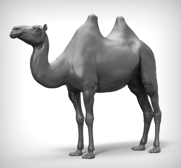 Camel 3D Models for Download | TurboSquid