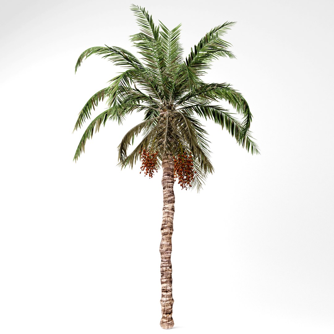 Date Palm 3D Model - TurboSquid 1561517