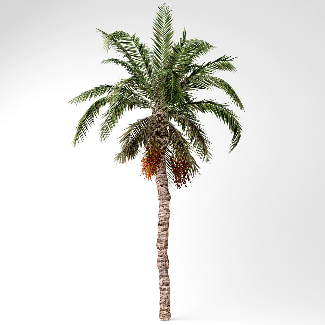 Date Palm 3D Model - TurboSquid 1561517