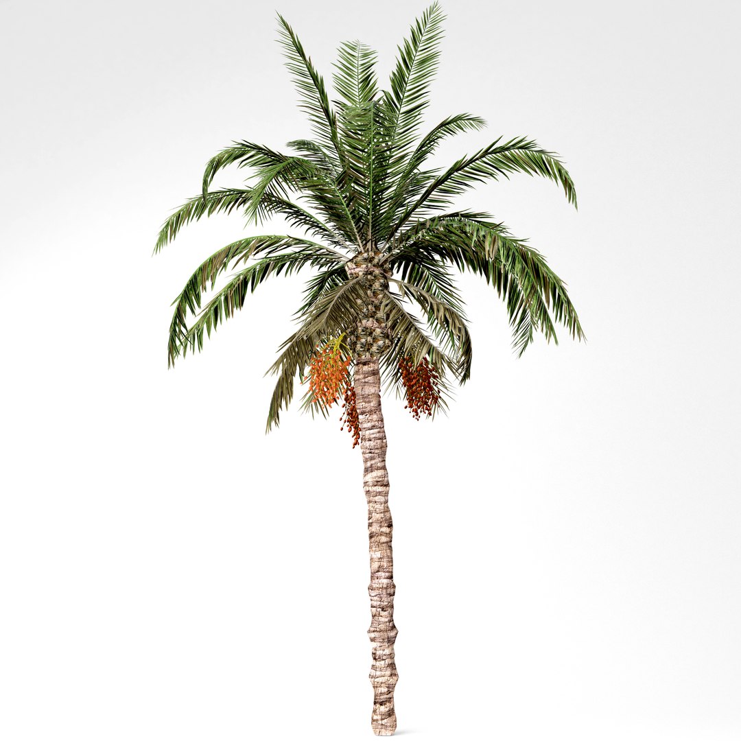 Date Palm 3D Model - TurboSquid 1561517