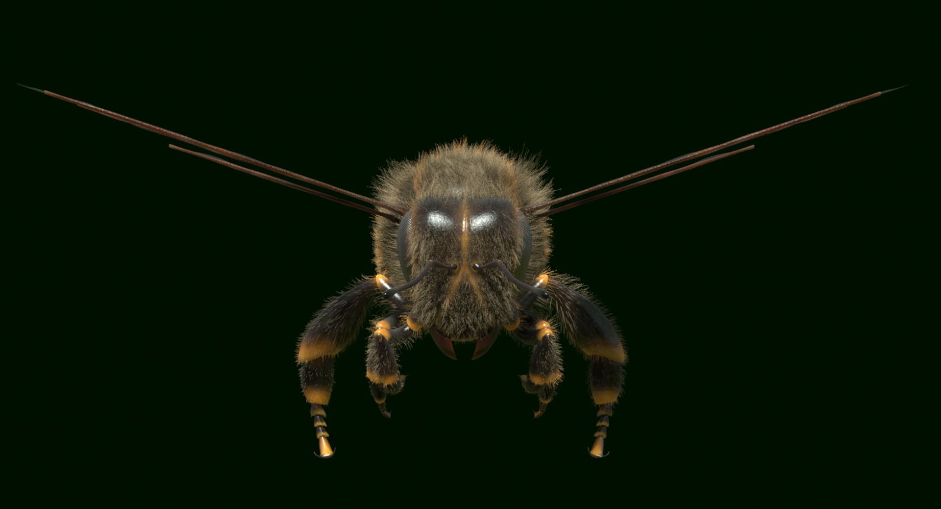 Rigged Bee 3d Obj