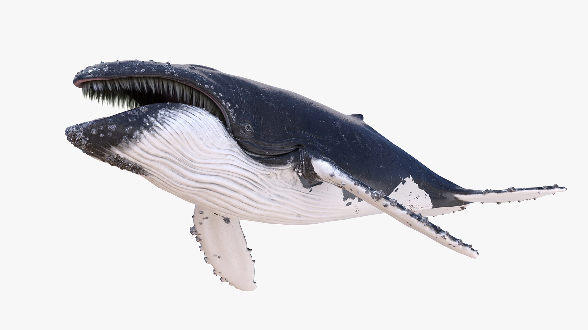 Humpback Whale Swimming Leisurely 3D Model - TurboSquid 1597025