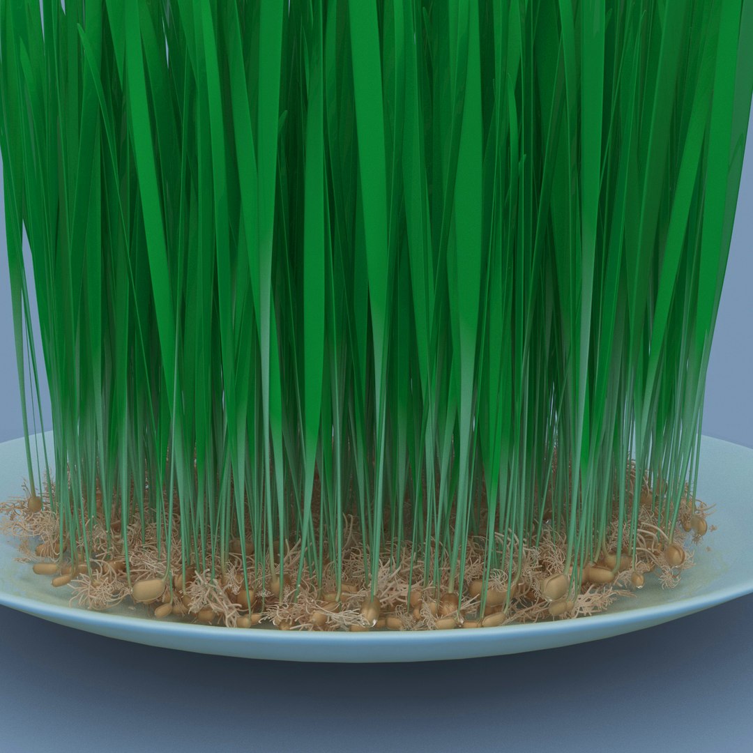 3D Model Samani Sama - TurboSquid 1249080