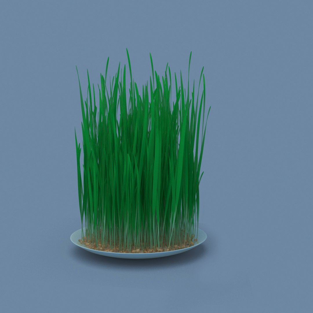 3D Model Samani Sama - TurboSquid 1249080