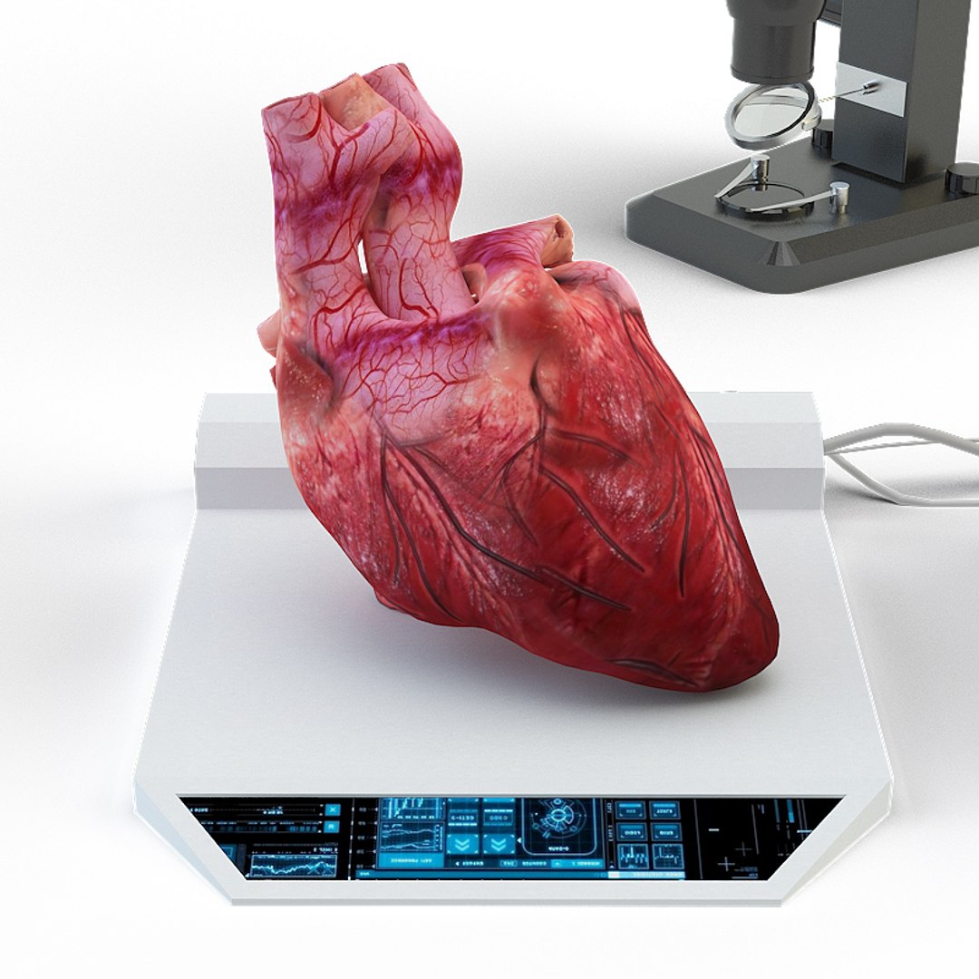 3d Max Lab Equipment Heart