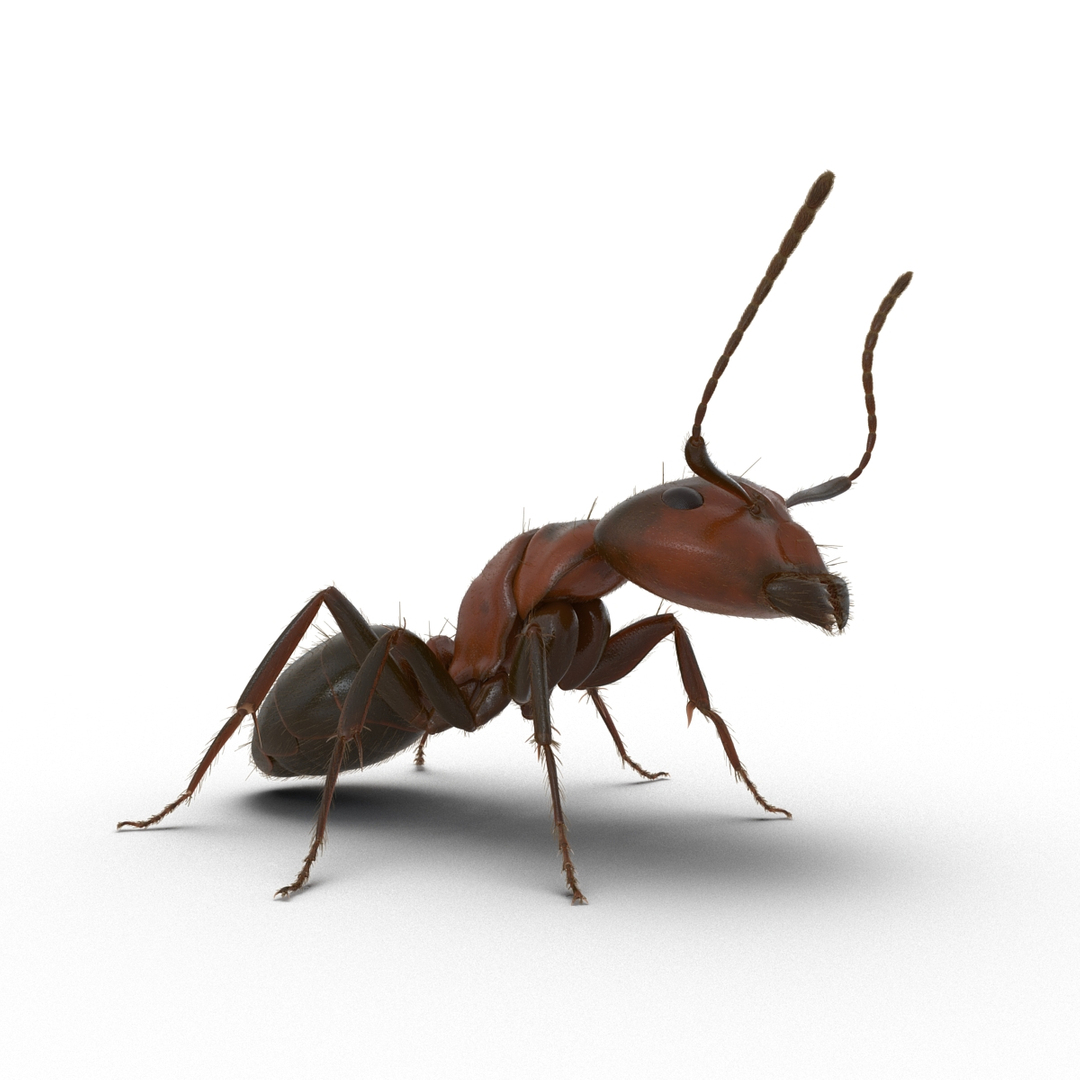 Red Ant Fur Pose 3d Model