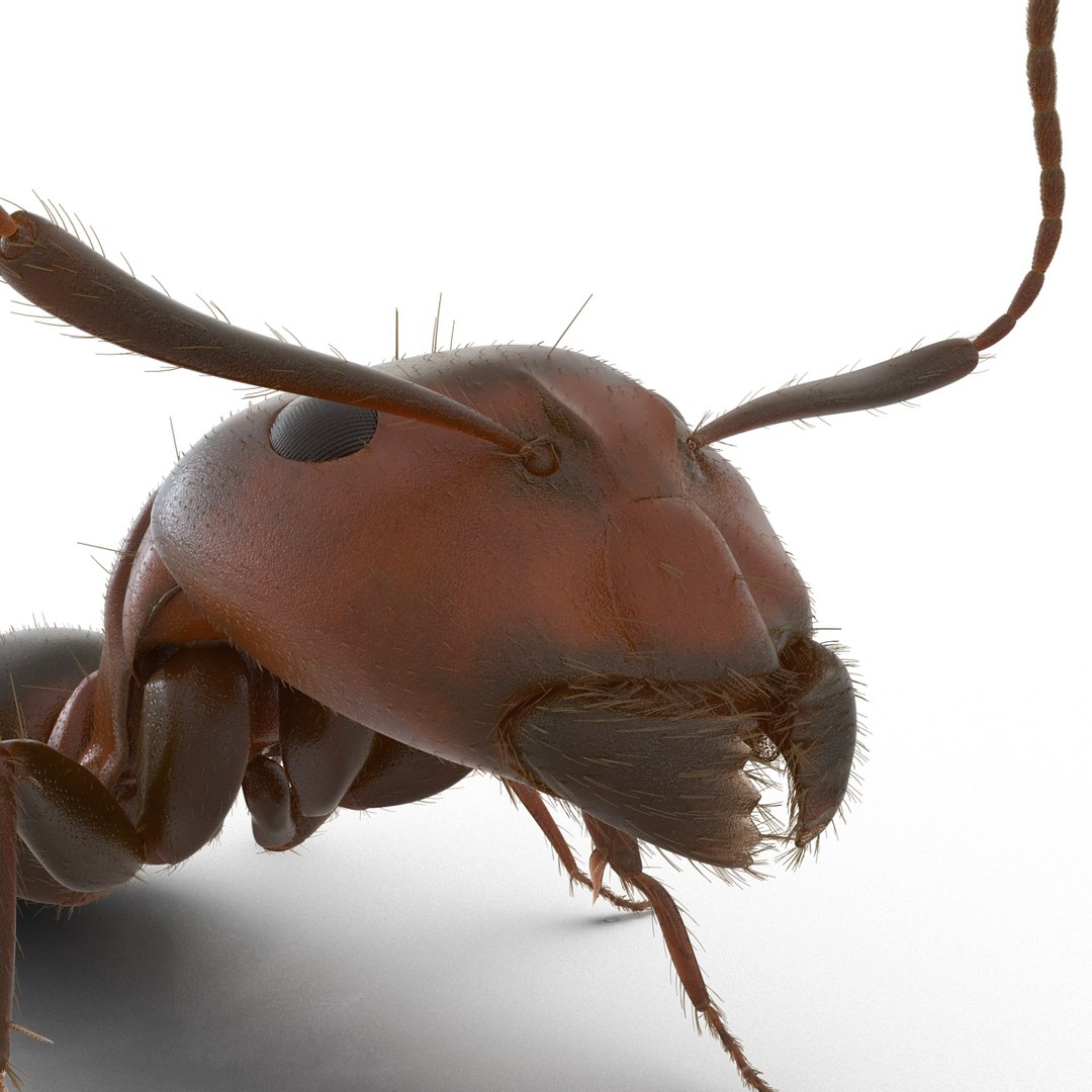 Red Ant Fur Pose 3d Model