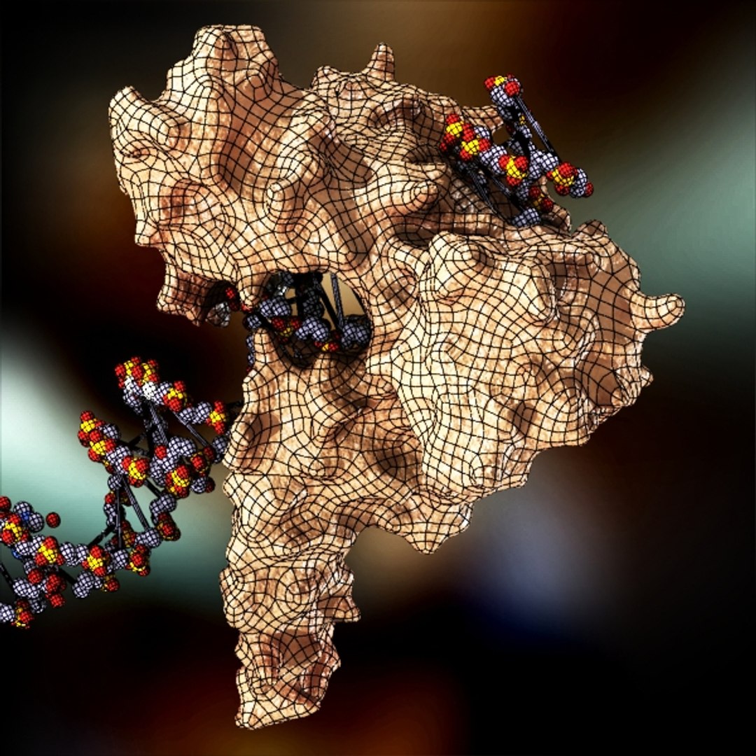Proteins Dna Replication 3d Max