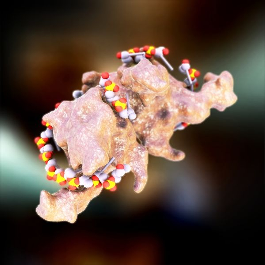 Proteins Dna Replication 3d Max