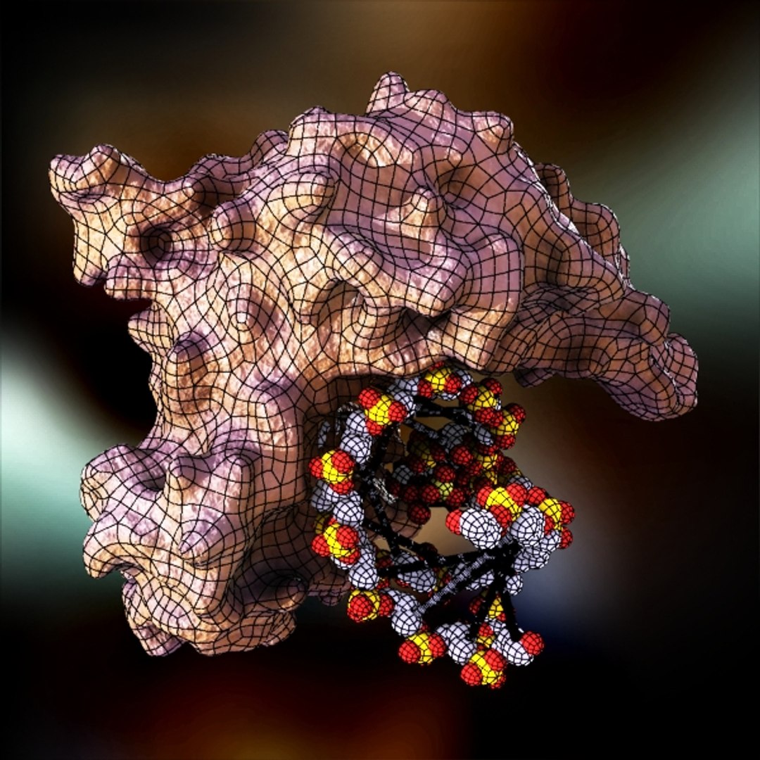 Proteins Dna Replication 3d Max