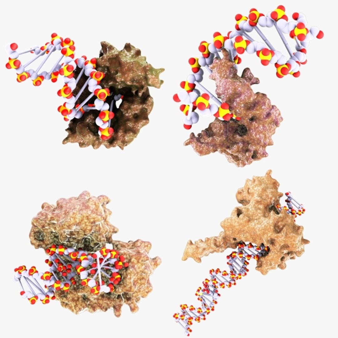 Proteins Dna Replication 3d Max