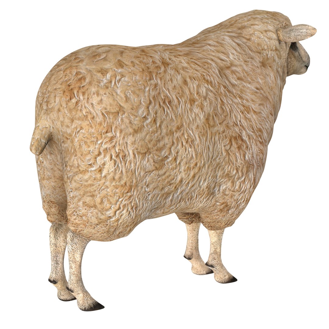 3d Model Sheep