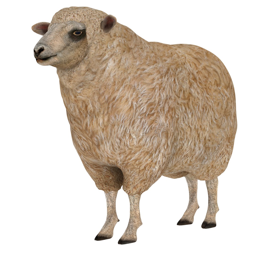 3d Model Sheep