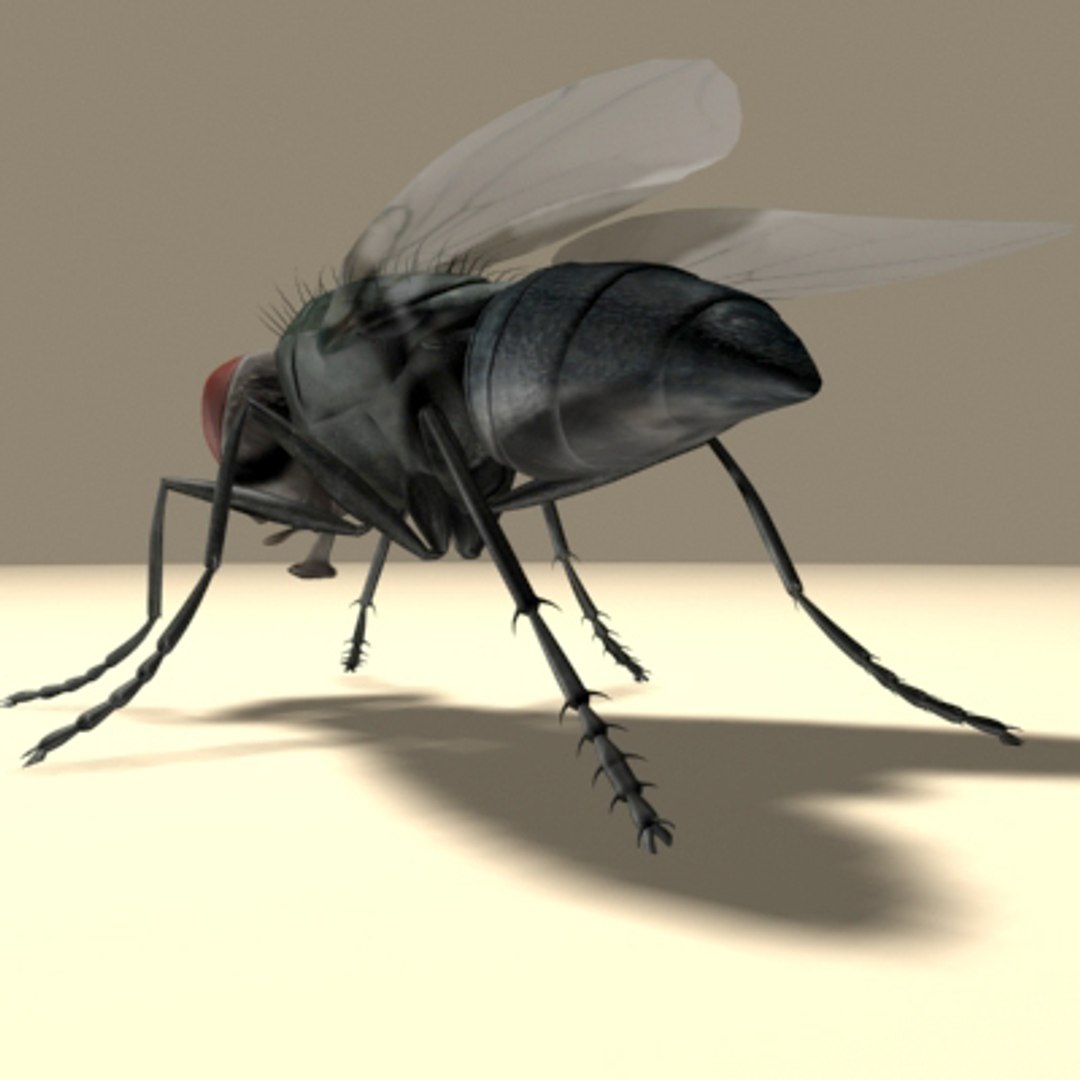 Insect Fly Ma