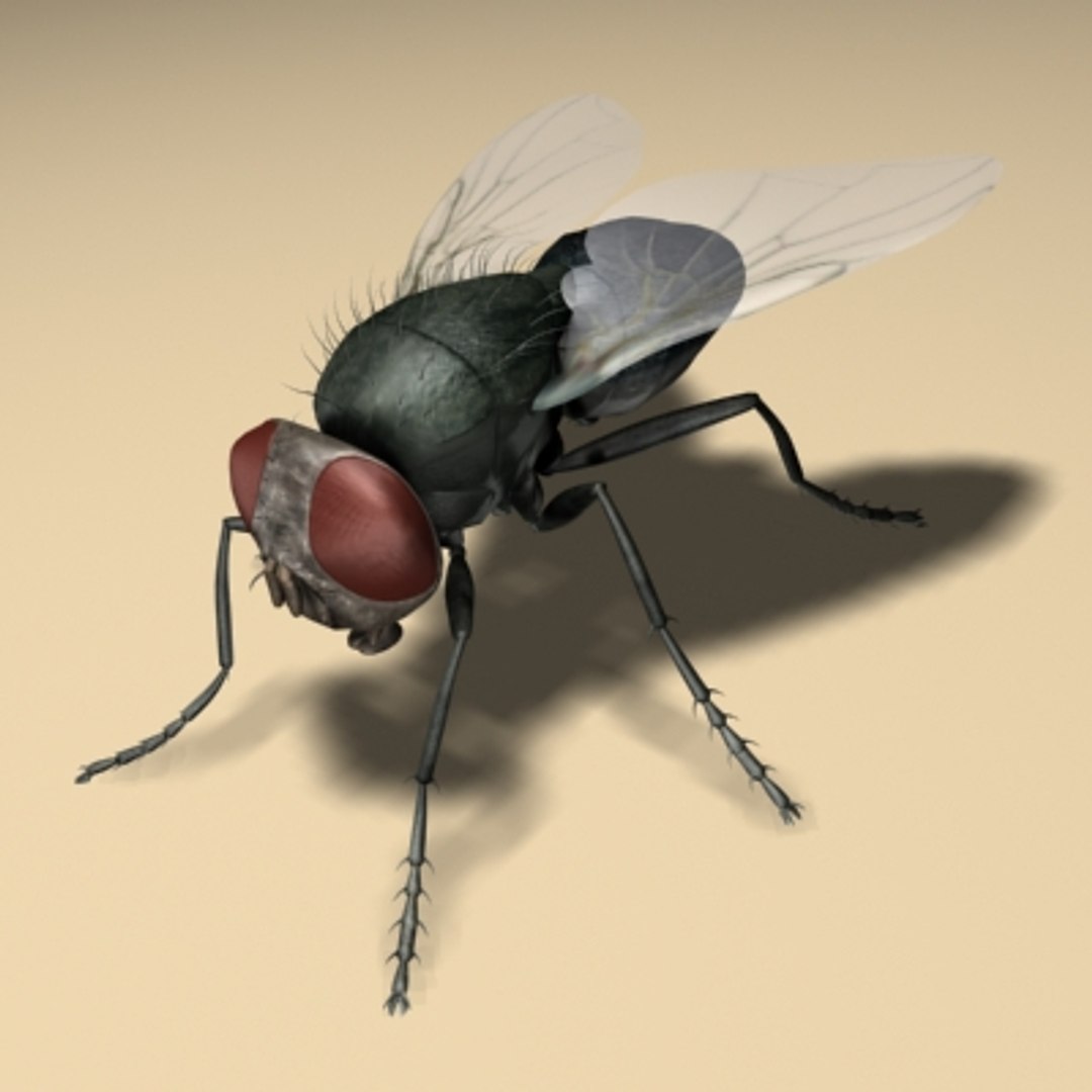 Insect Fly Ma