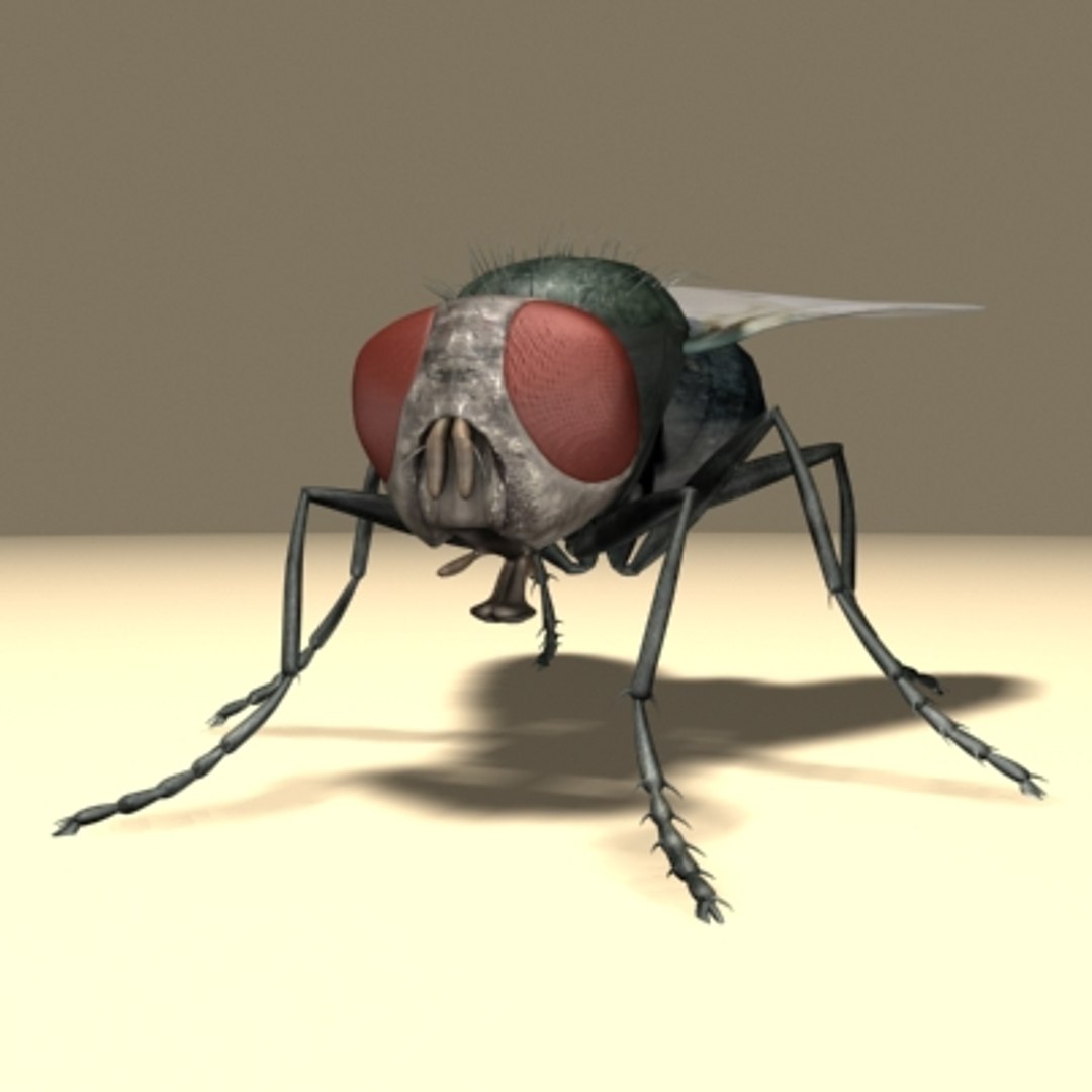 Insect Fly Ma