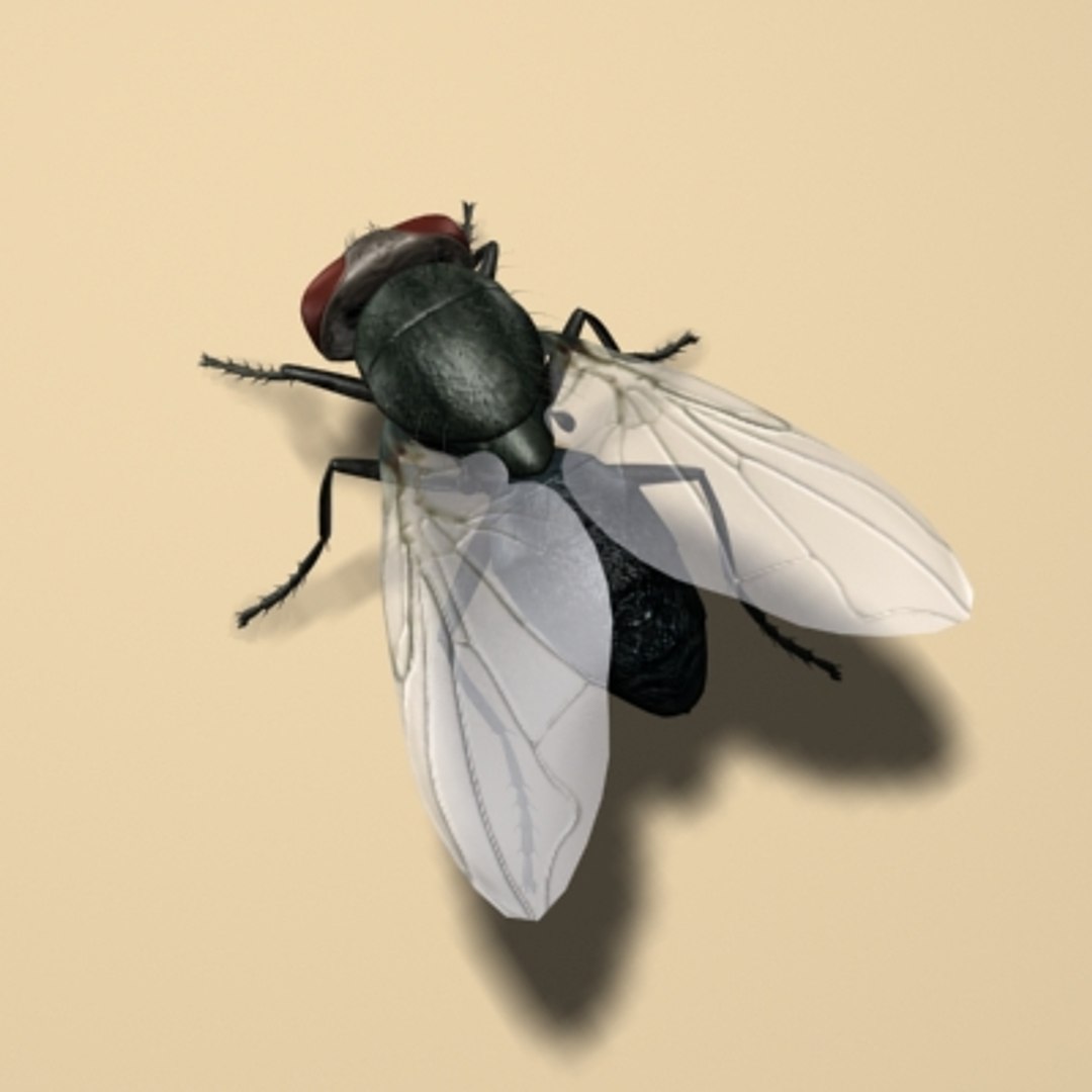 Insect Fly Ma