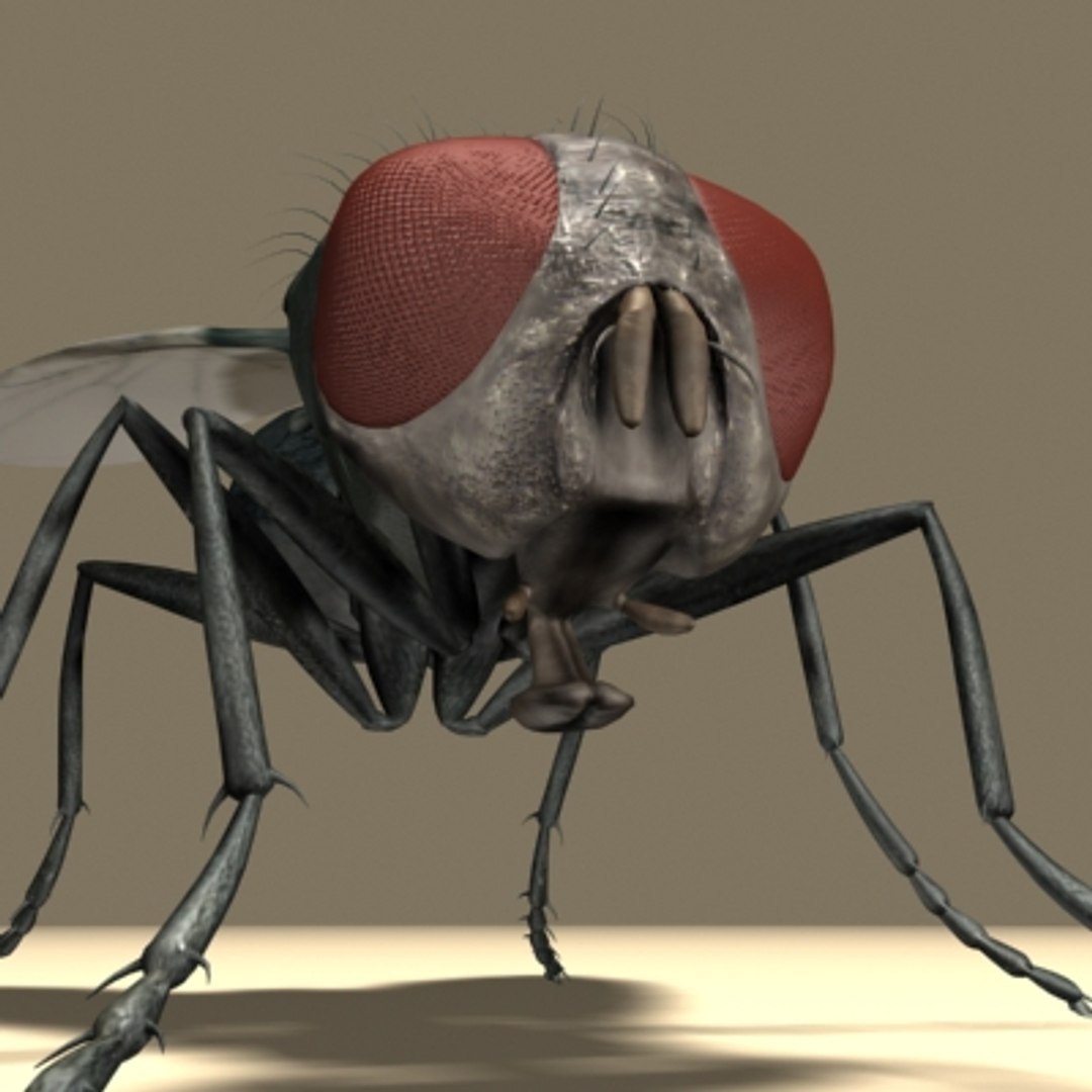 Insect Fly Ma
