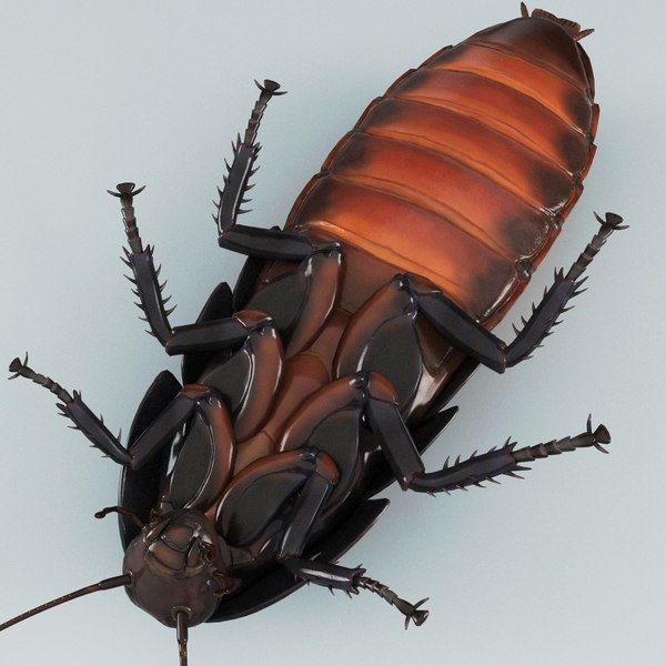 madagascar hissing cockroach 3d model