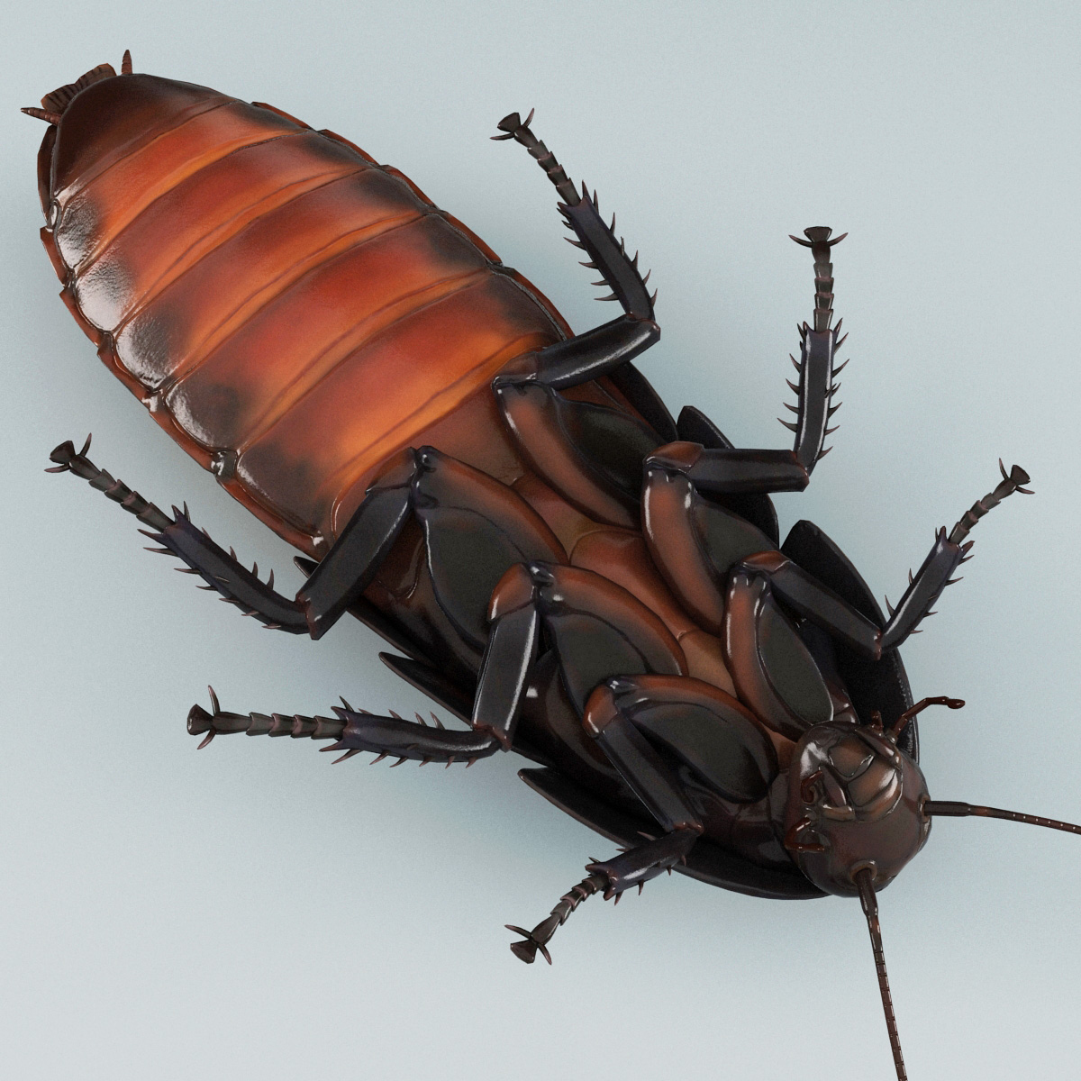 madagascar hissing cockroach 3d model