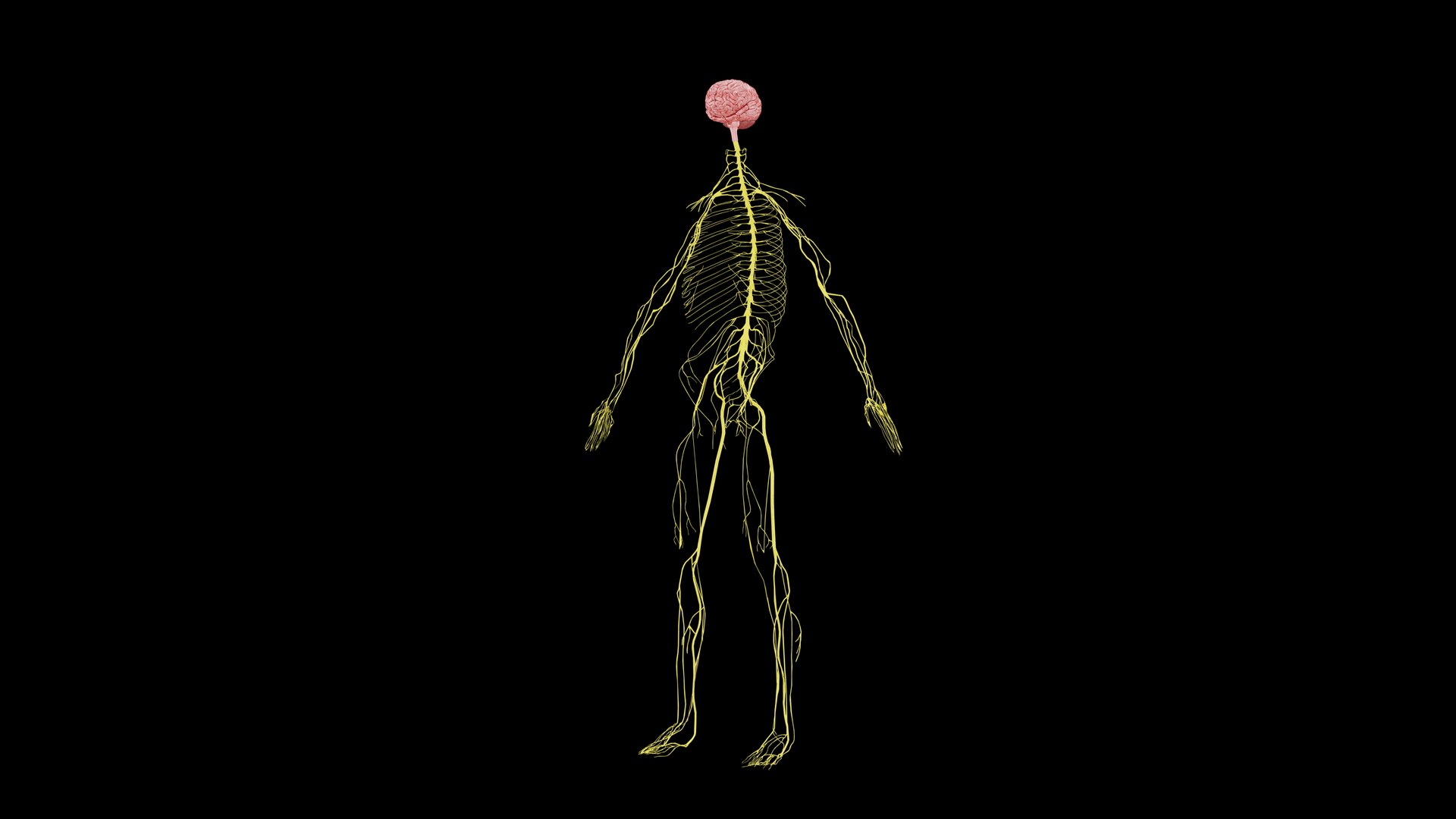 Nervous System 3D Model - Realistic Human Intestines Anatomy 3D ...