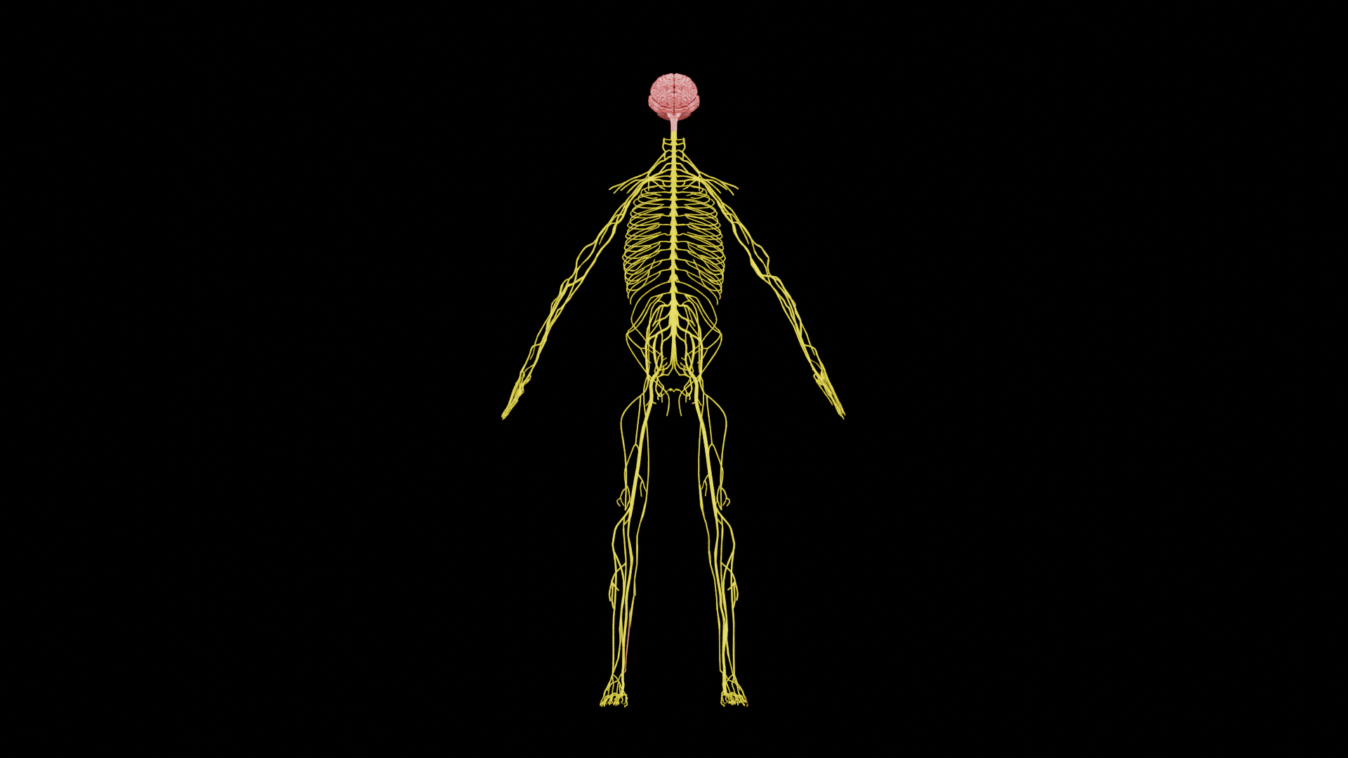 Nervous System 3D Model - Realistic Human Intestines Anatomy 3D ...