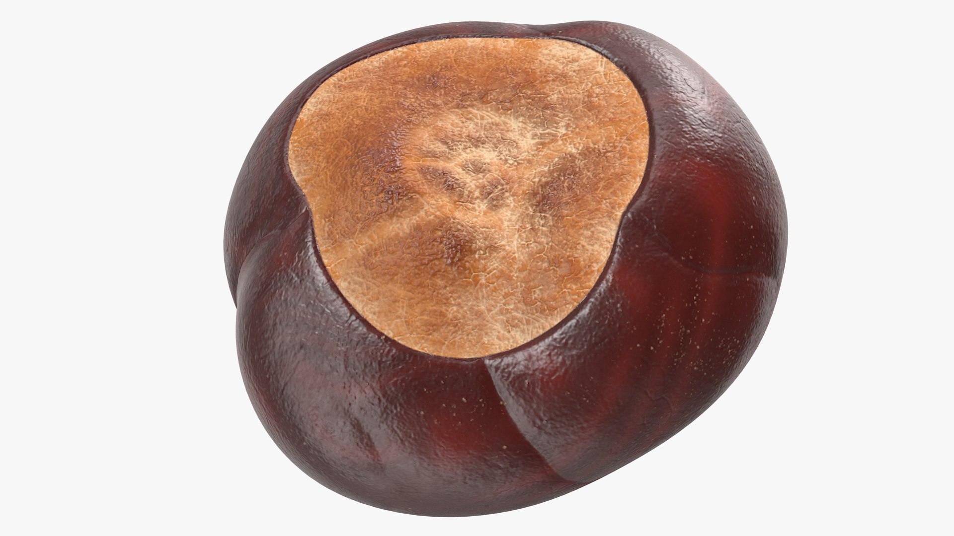 Chestnut Seed Nut 3D Model - TurboSquid 1486866