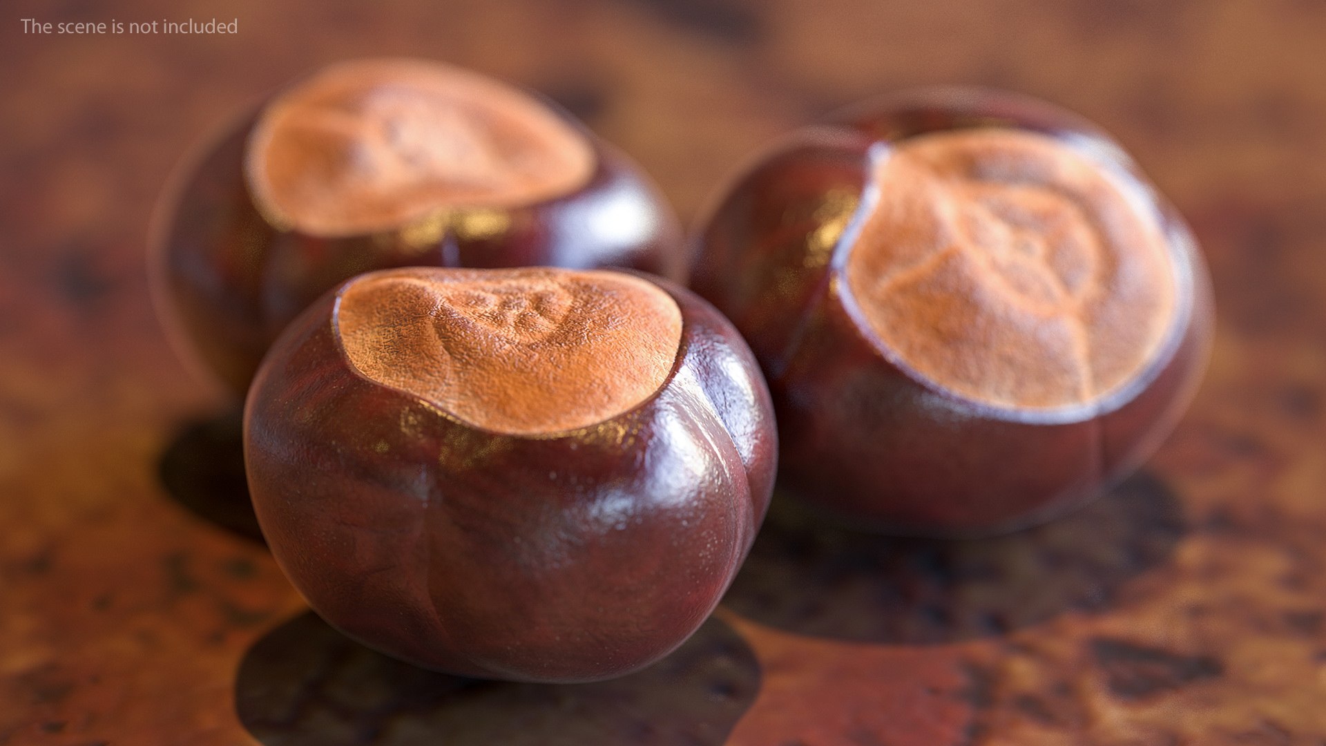 Chestnut Seed Nut 3D Model - TurboSquid 1486866