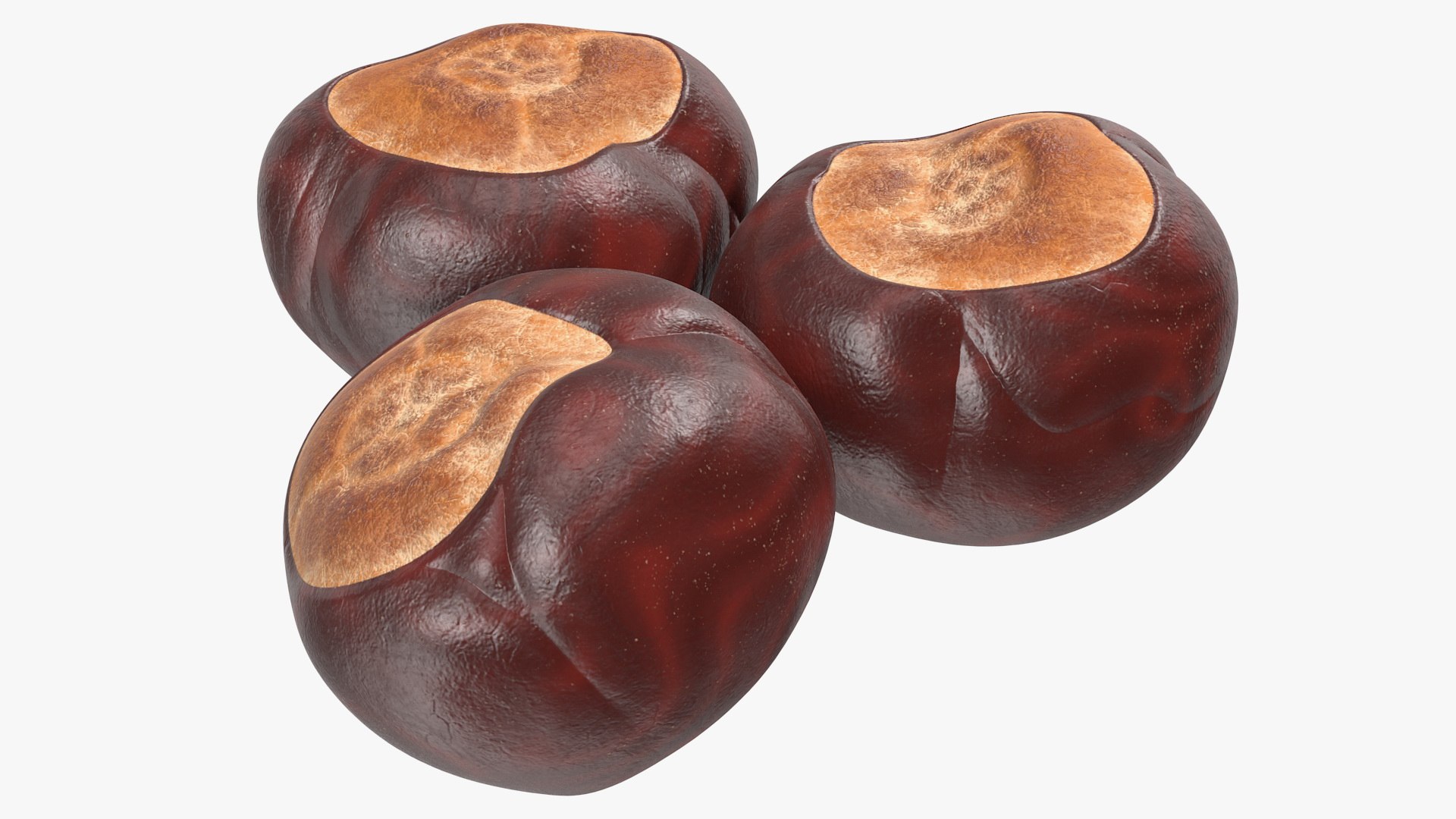 Chestnut Seed Nut 3D Model - TurboSquid 1486866