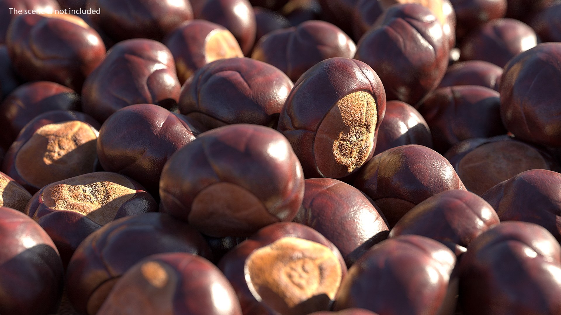 Chestnut Seed Nut 3D Model - TurboSquid 1486866